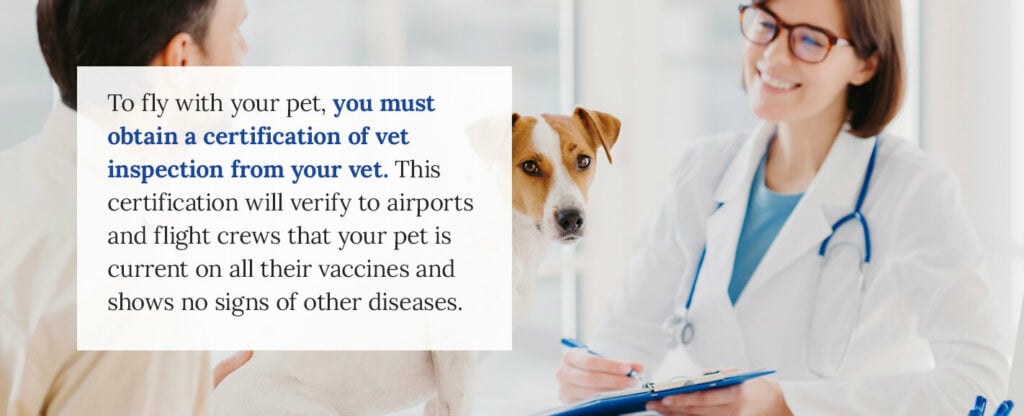 Flying Private With Pets | Travel With Your Pet